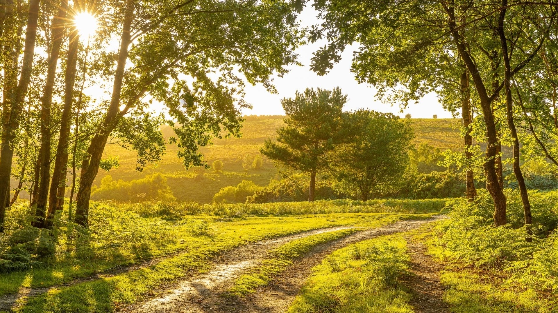 Ashdown Forest Celebrates Winnie-the-Pooh Centenary with The Big One ...